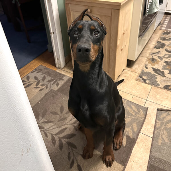 Batman | Doberman Assistance Rescue & Education