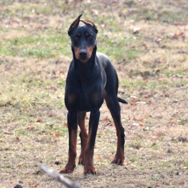 Batman | Doberman Assistance Rescue & Education