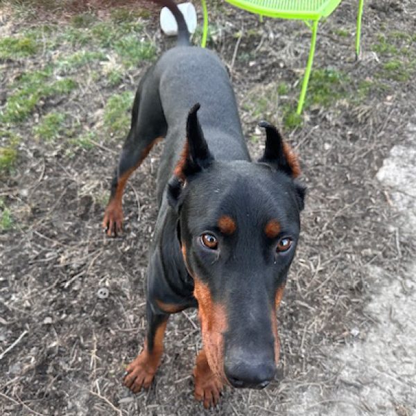 Batman | Doberman Assistance Rescue & Education