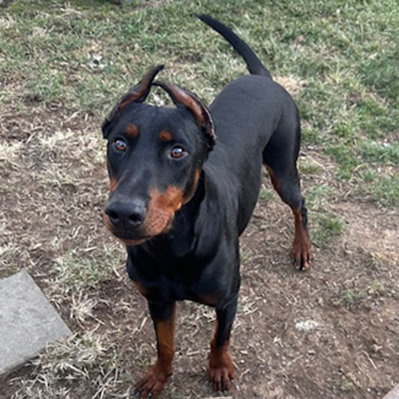 Batman | Doberman Assistance Rescue & Education
