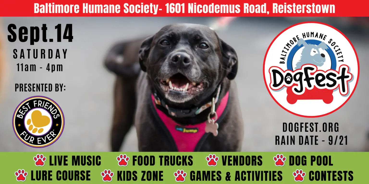 DogFest 2024 | Doberman Assistance Rescue & Education